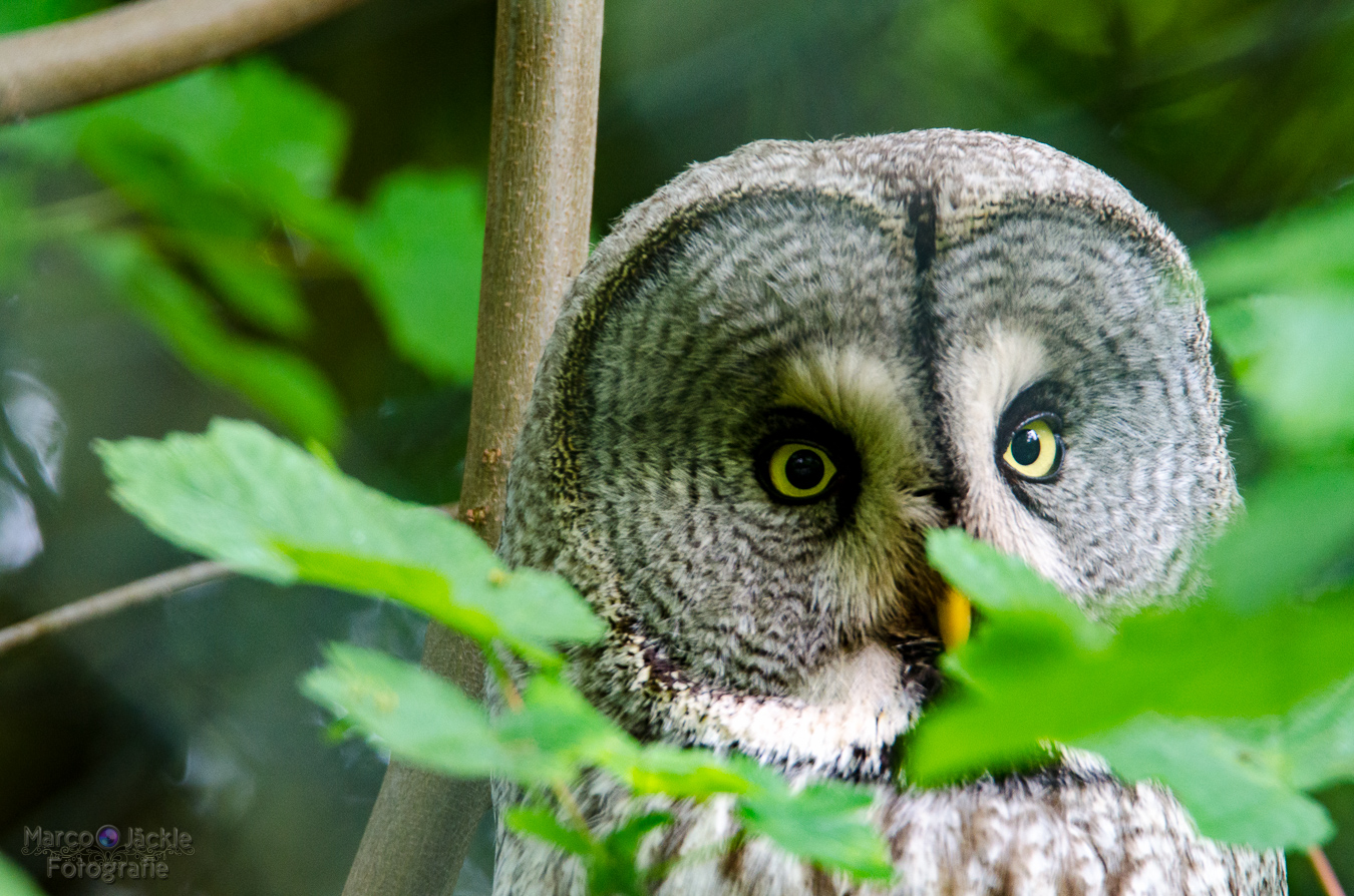 Galerie » Tiere » Grau Eule :: Marco Jäckle - Fotografie